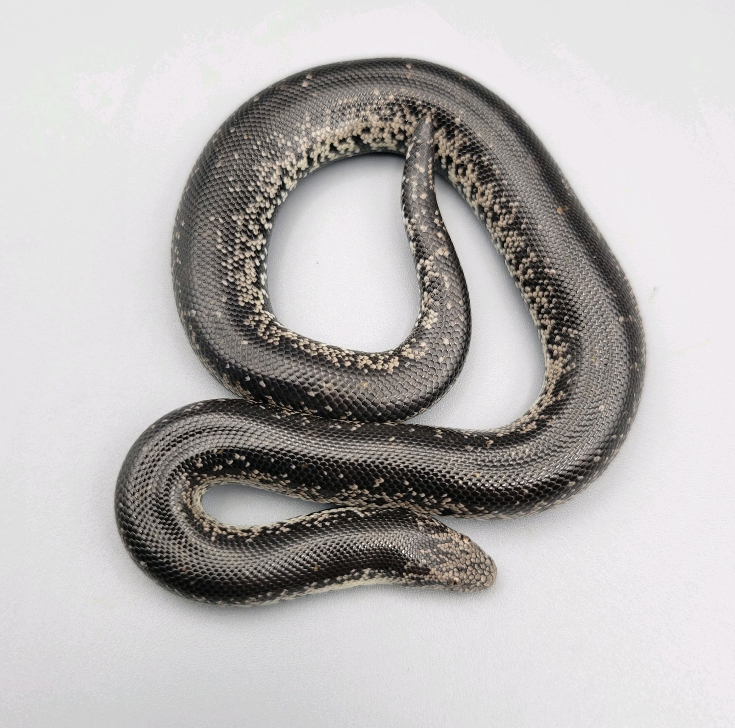 Black RSB Russian Sand Boa by Rufus Darden Reptiles - MorphMarket