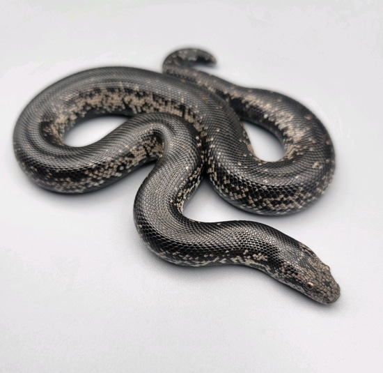 Black RSB Russian Sand Boa by Rufus Darden Reptiles