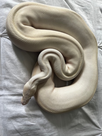 BEL (Mojave/lesser) Ball Python by J.R Exotics