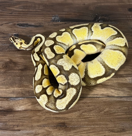 Firefly Enchi Het Clown Ball Python by J.R Exotics