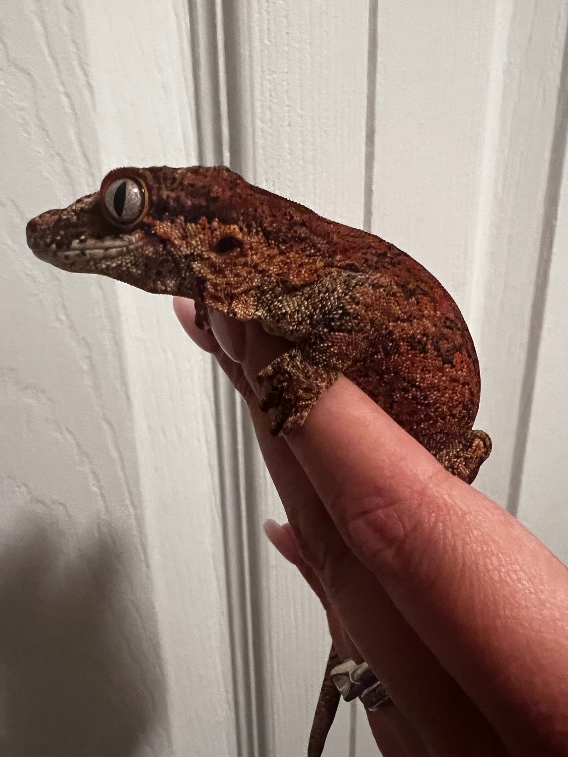 RTB Red Gargoyle Gargoyle Gecko by JR Exotics - MorphMarket