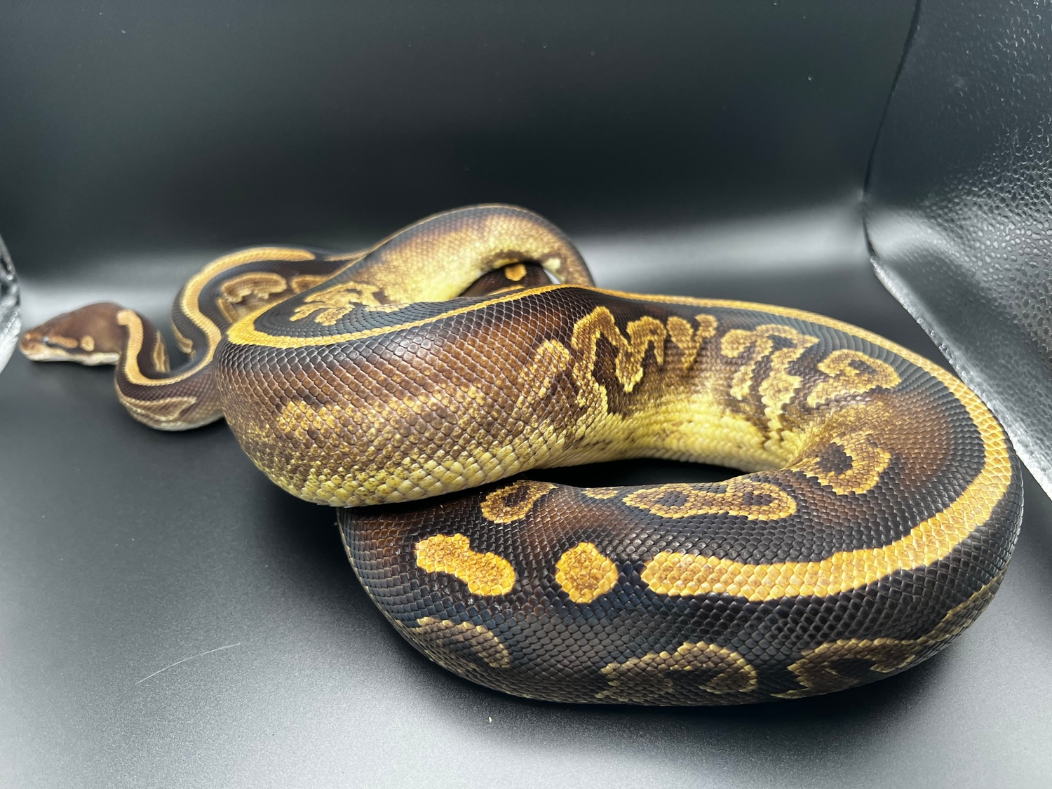 Black Pastel Het Pied Ball Python by JR Exotics - MorphMarket