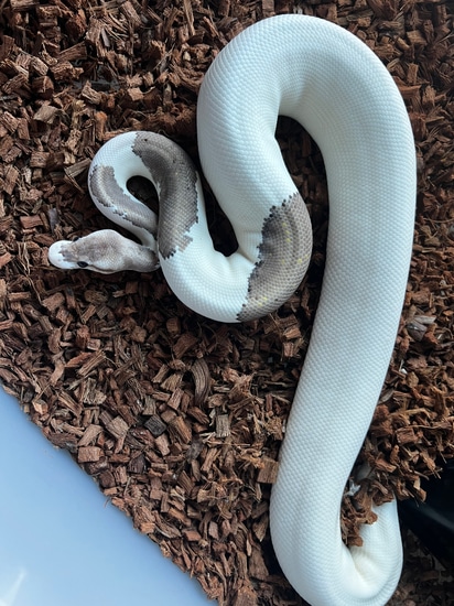 Grey Matter Ball Python by J.R Exotics