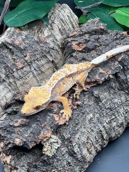 Yellow Tri Color Pinstripe Crested Gecko by J.R Exotics