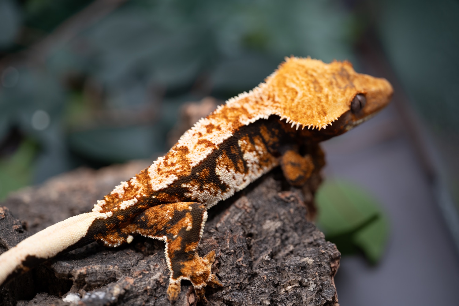 J.R Exotics's Collection - MorphMarket