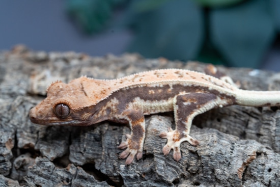 Empty Back Lilly White Crested Gecko by J.R Exotics