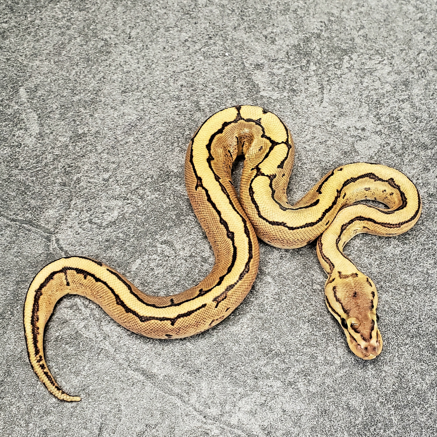 Fire Pinstripe Ball Python by Ruiz Exotics - MorphMarket