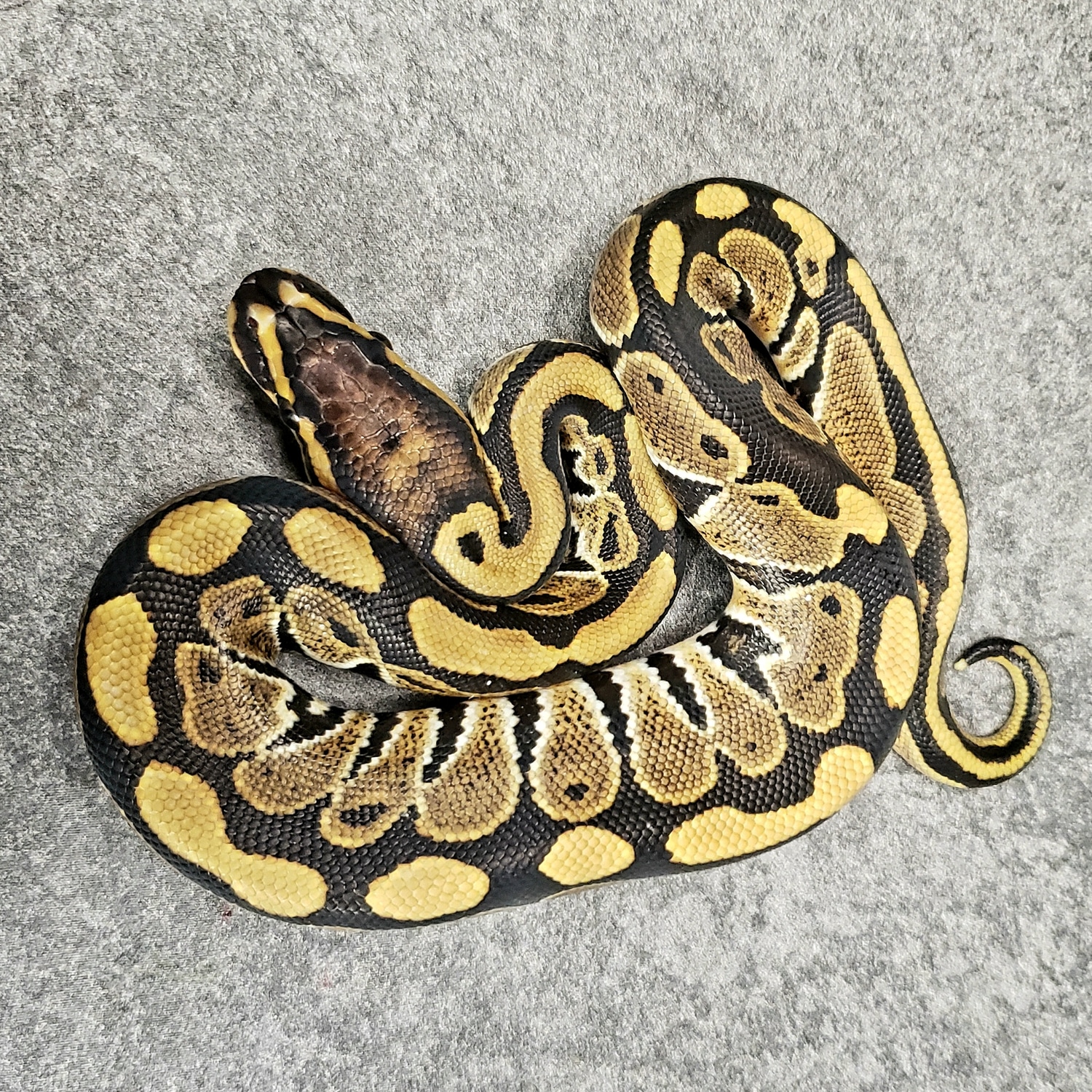 Normal Het Albino Ball Python by Ruiz Exotics - MorphMarket