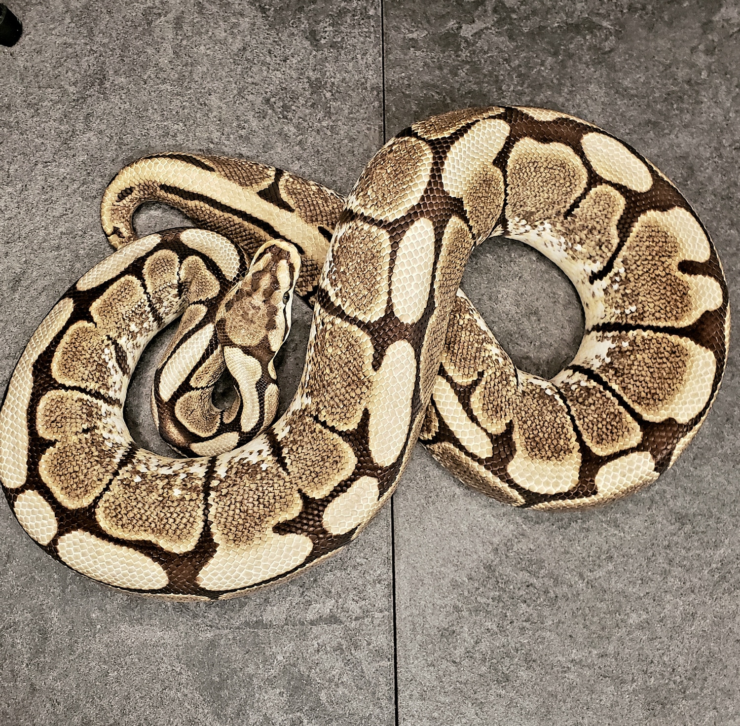 Spider ***PROVEN BREEDER*** Ball Python by Ruiz Exotics - MorphMarket