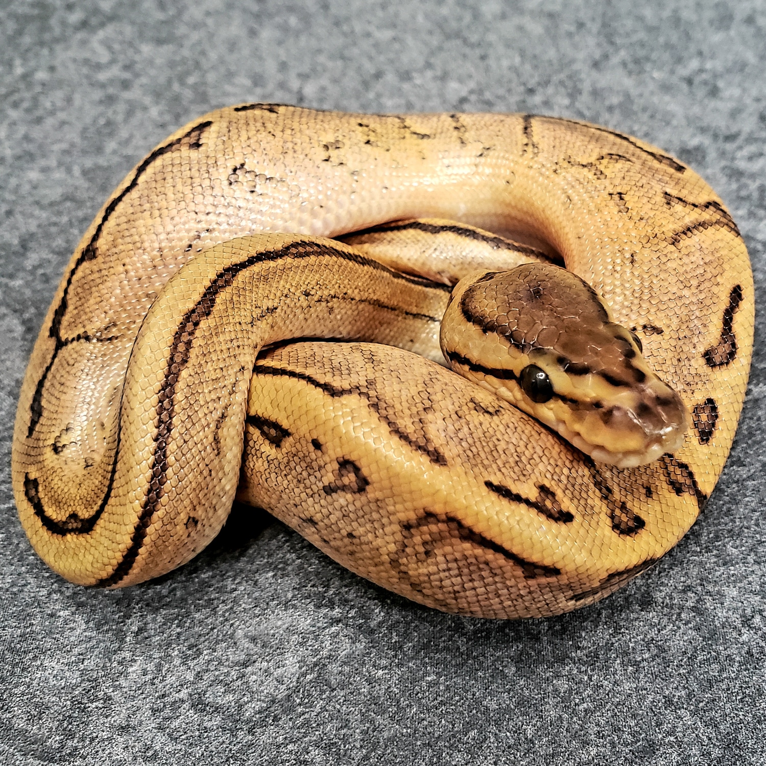Fire Pinstripe Calico Ball Python by Ruiz Exotics - MorphMarket