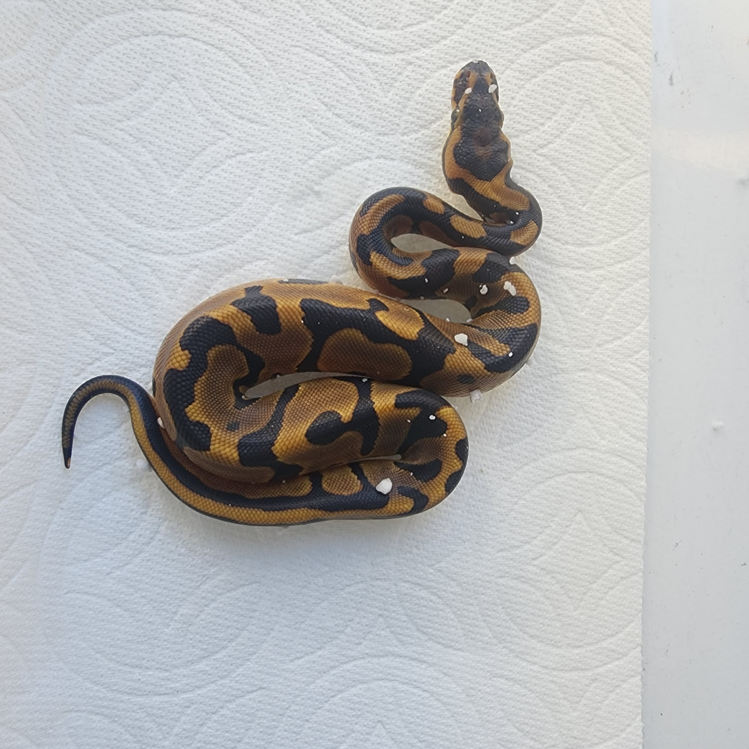2022 Leopard Enchi - Female Ball Python by Ruiz Exotics - MorphMarket