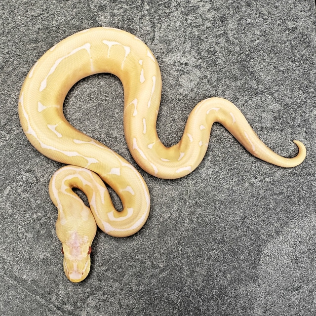 2021 Female Albino Spider Ball Python by Ruiz Exotics - MorphMarket