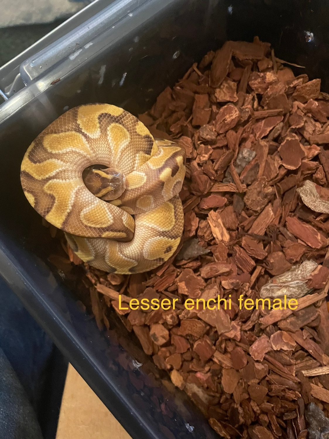 Lesser Enchi Ball Python by Reptile crossing white mountains - MorphMarket
