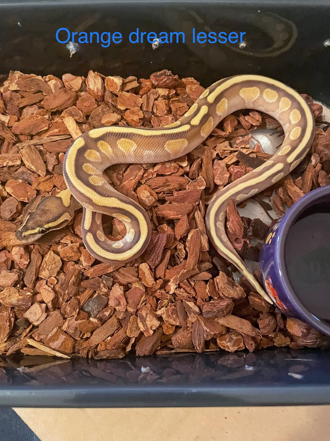 Orange Dream Lesser Ball Python by Reptile crossing white mountains ...