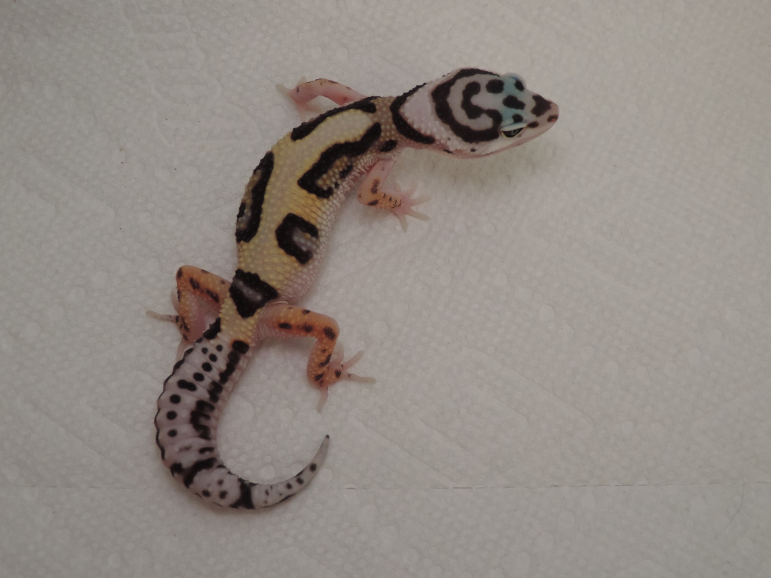 Bold Bandit Leopard Gecko by Rumbley Reptiles - MorphMarket