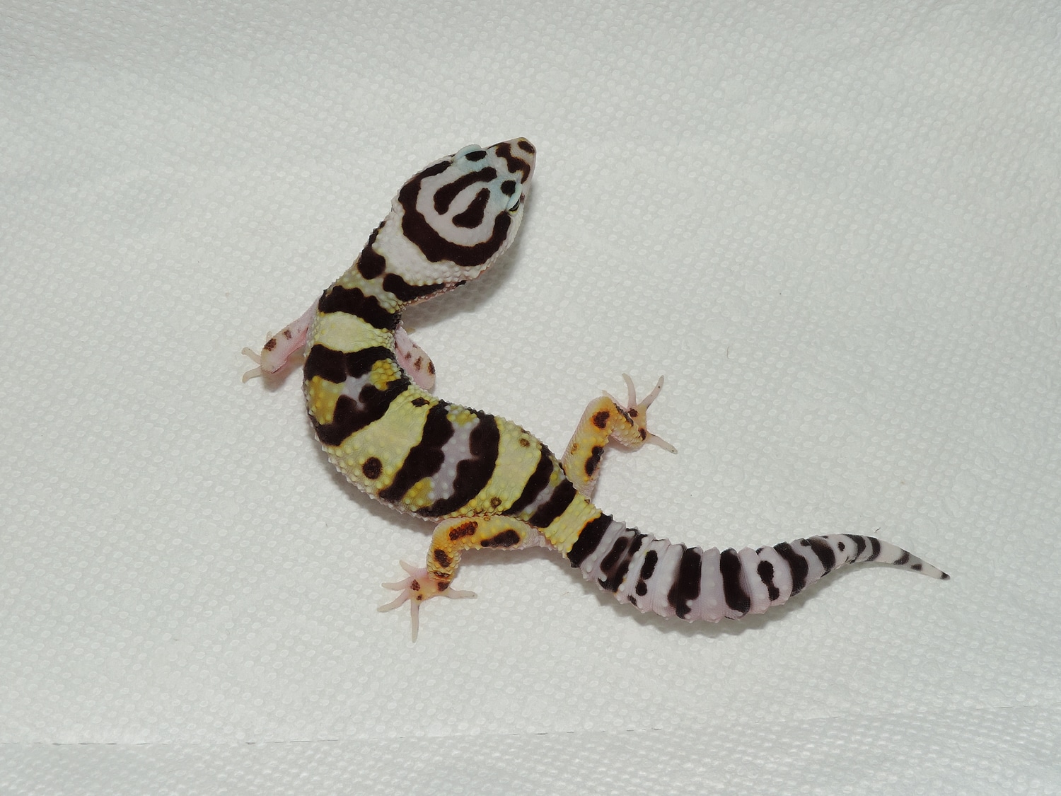 Bandit Leopard Gecko by Rumbley Reptiles - MorphMarket