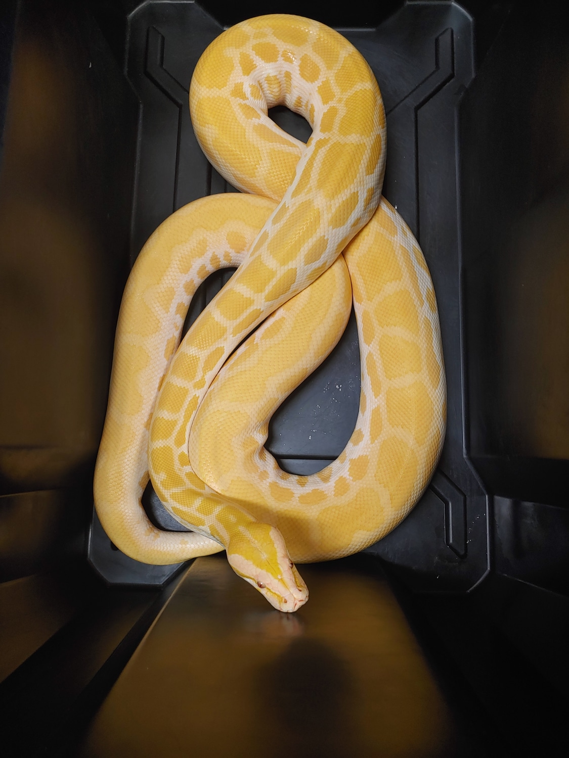 Pearl 50% Het Granite Burmese Python by Rumbley Reptiles - MorphMarket