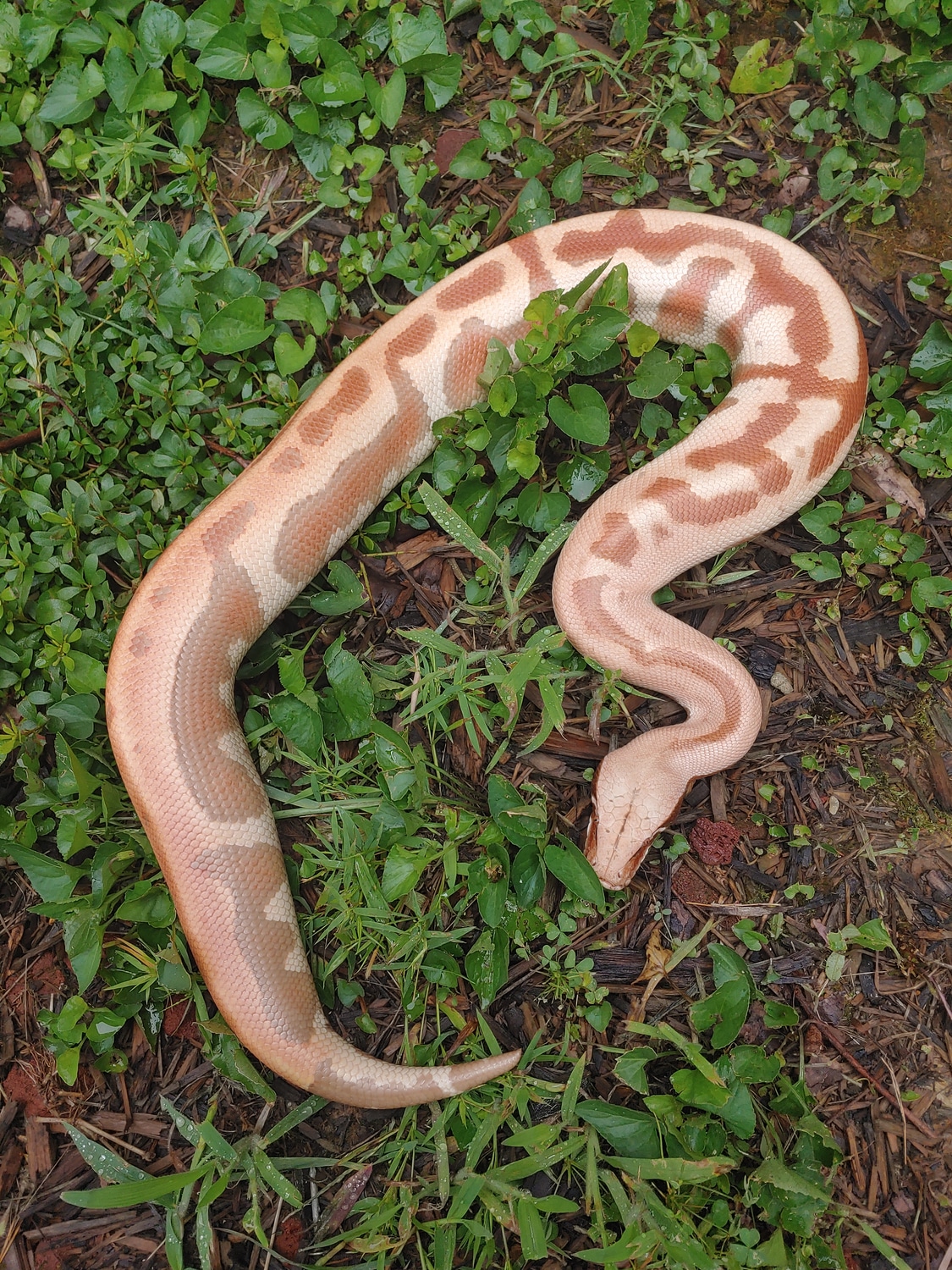 Tpos Golden Eye Blood Python by Rumbley Reptiles - MorphMarket