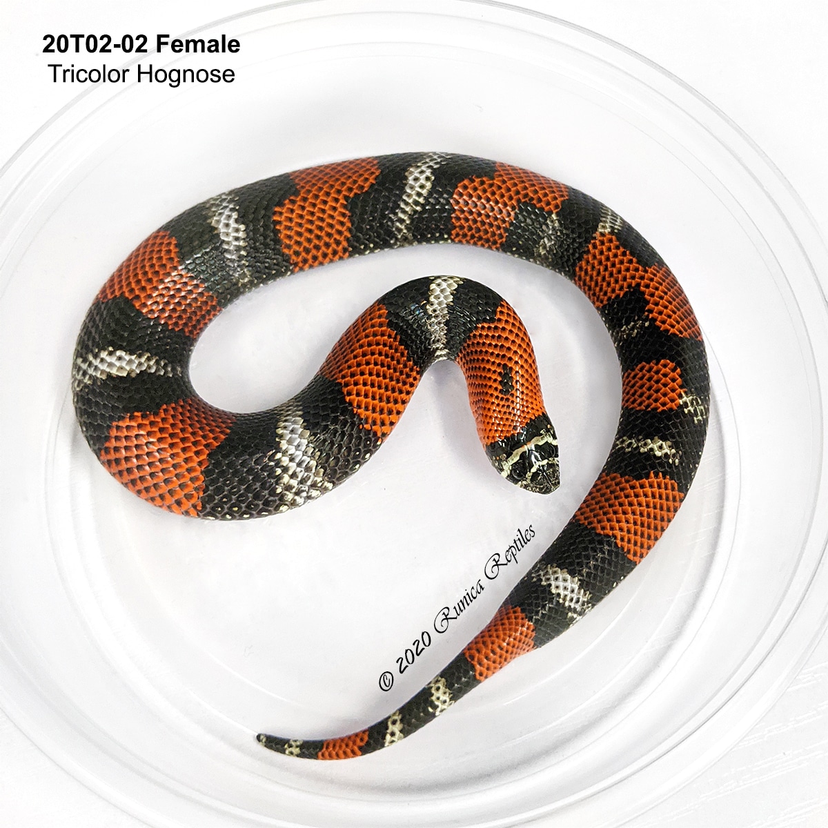 Tri-color Hognose by Runica Reptiles - MorphMarket