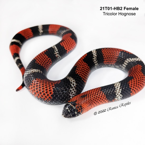Subadult Tricolor Hognose Tri-Color Hognose by Runica Reptiles