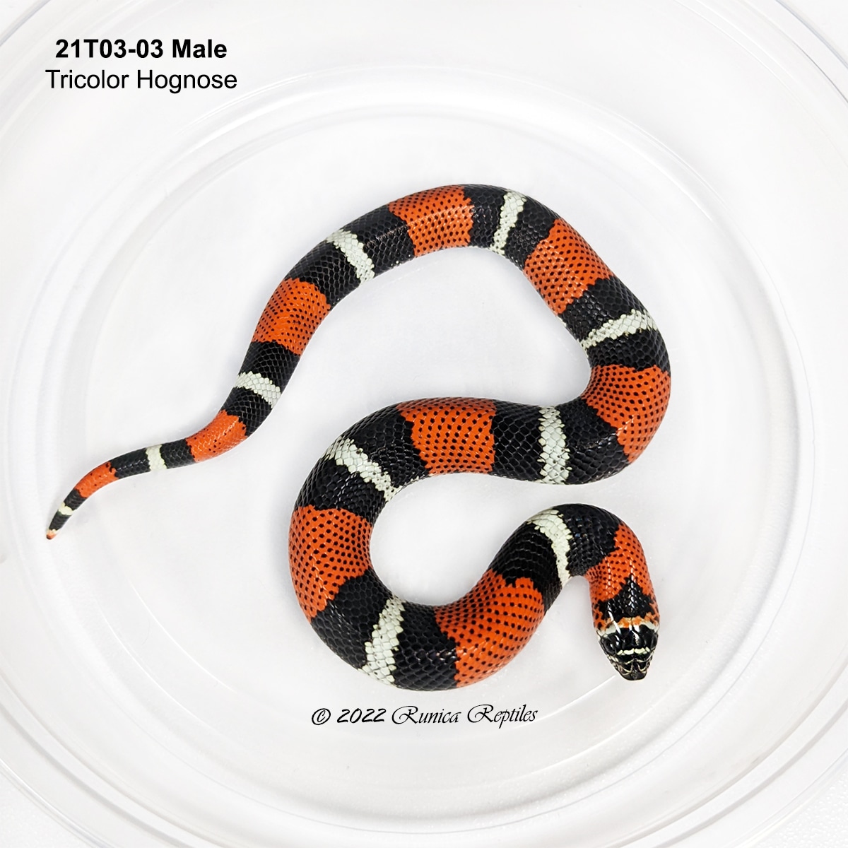 Tri-color Hognose by Runica Reptiles - MorphMarket