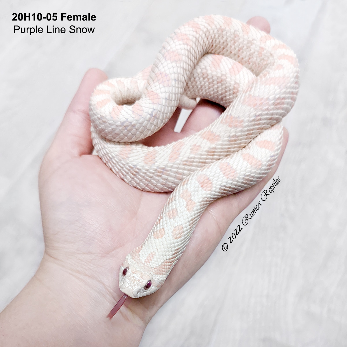 Purple Line Snow Western Hognose by Runica Reptiles - MorphMarket