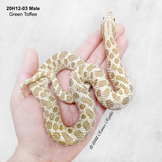 Green Toffee Western Hognose by Runica Reptiles - MorphMarket