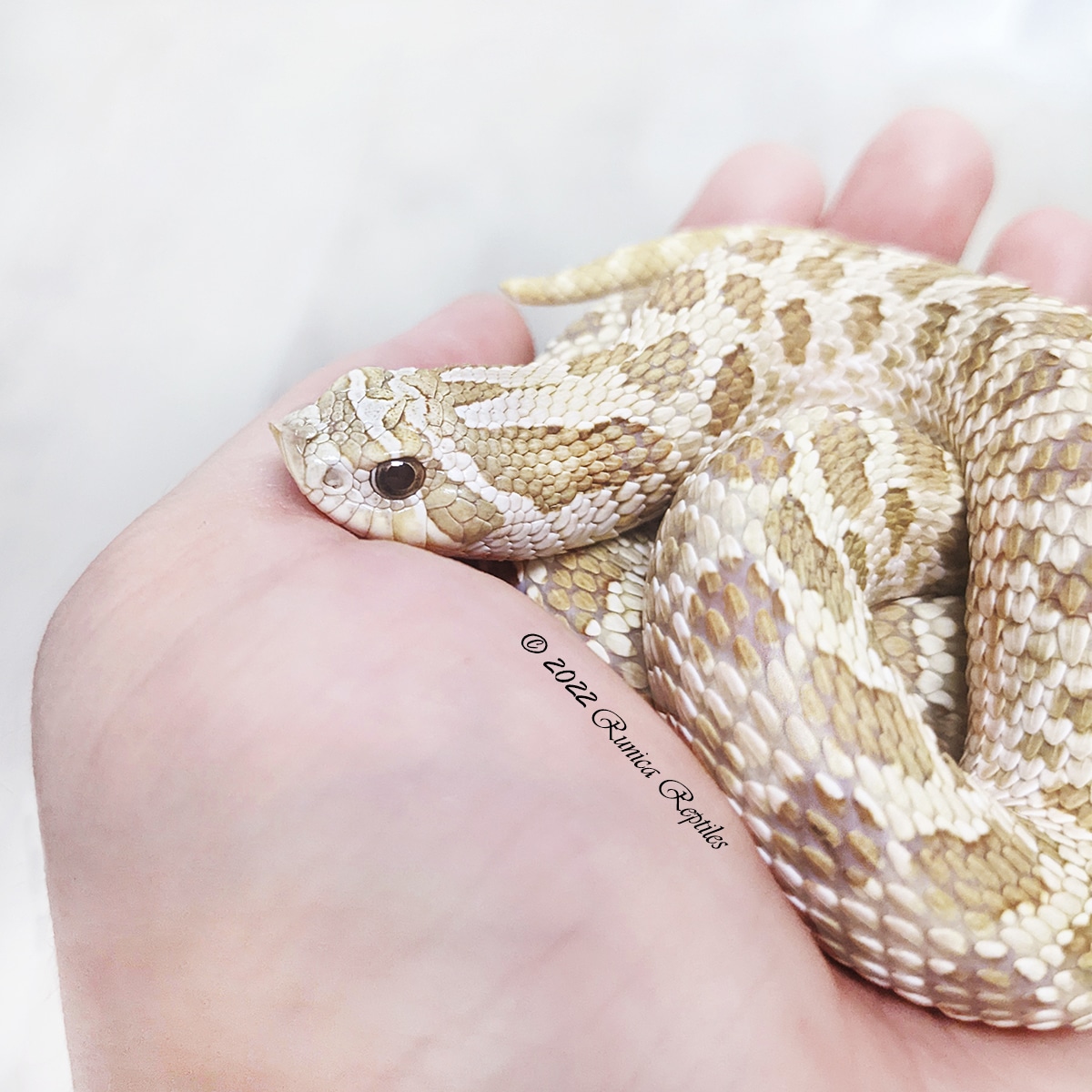 Green Toffee Western Hognose by Runica Reptiles - MorphMarket
