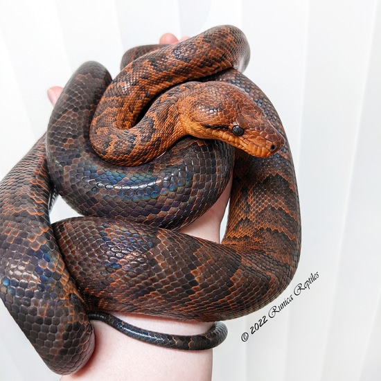 Dominican Red Mountain Boa Hispaniolan Boa by Runica Reptiles