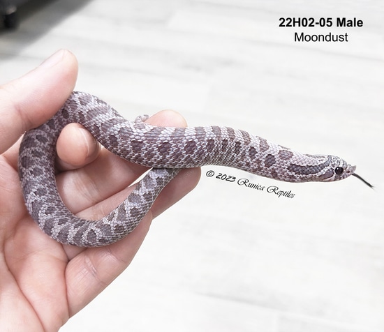 Moondust (Arctic Lavender) Western Hognose by Runica Reptiles