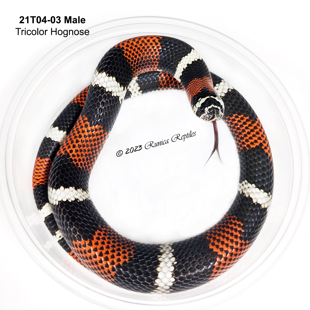 RTB Adult Tri-color Hognose by Runica Reptiles - MorphMarket