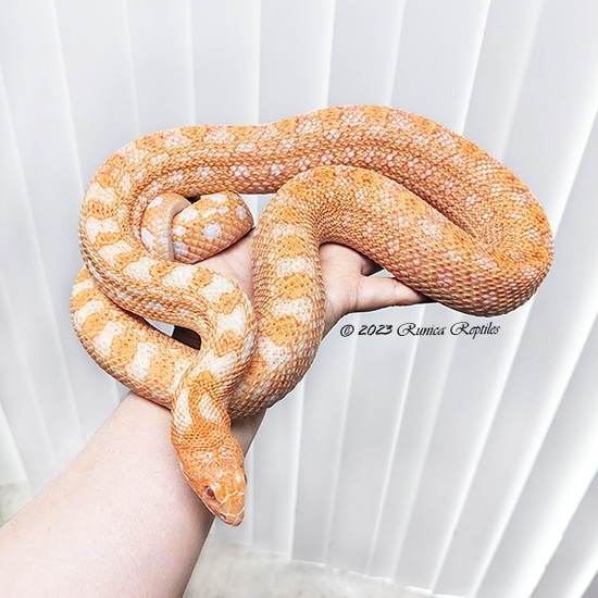 Red Hybino (Hannum Hypo) Bullsnake by Runica Reptiles