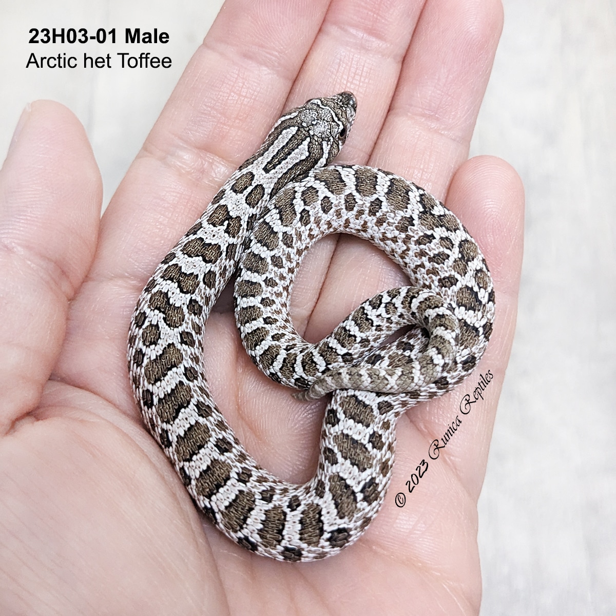 Arctic Het Toffee Western Hognose by Runica Reptiles - MorphMarket
