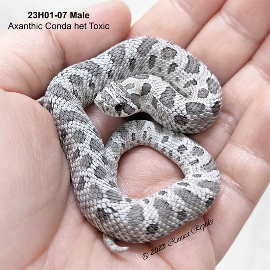 Axanthic Conda Het Toxic Western Hognose by Runica Reptiles