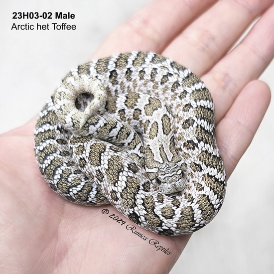 Green Arctic Het Toffee Western Hognose by Runica Reptiles