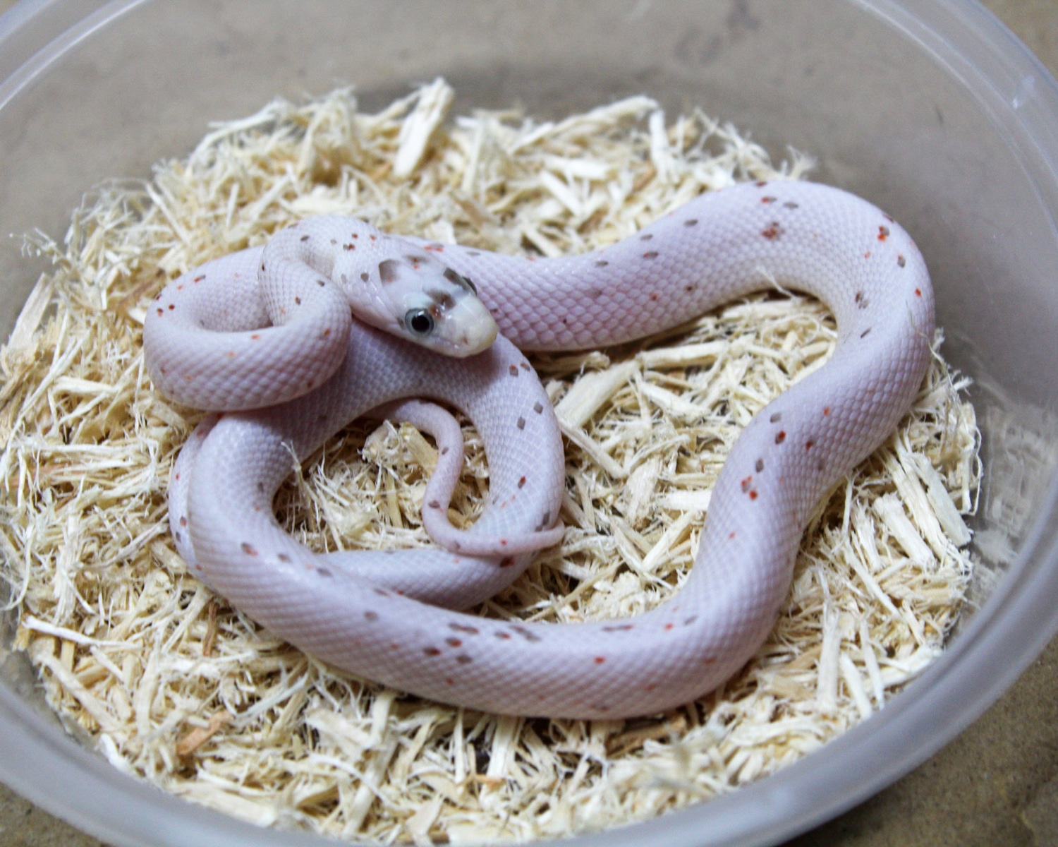 Palmetto Corn Snake by RuralReptiles - MorphMarket