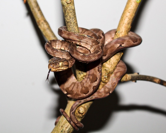 2022 Garden Phase Amazon Tree Boa by RuralReptiles