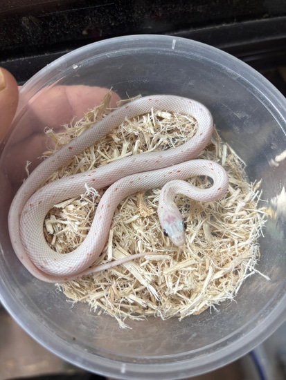 Palmetto Corn Snake Bug Eye Pet Only by RuralReptiles