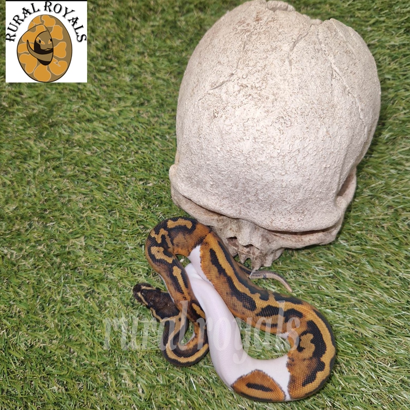 Pumpkin Piebald Ball Python by Rural Royals - MorphMarket