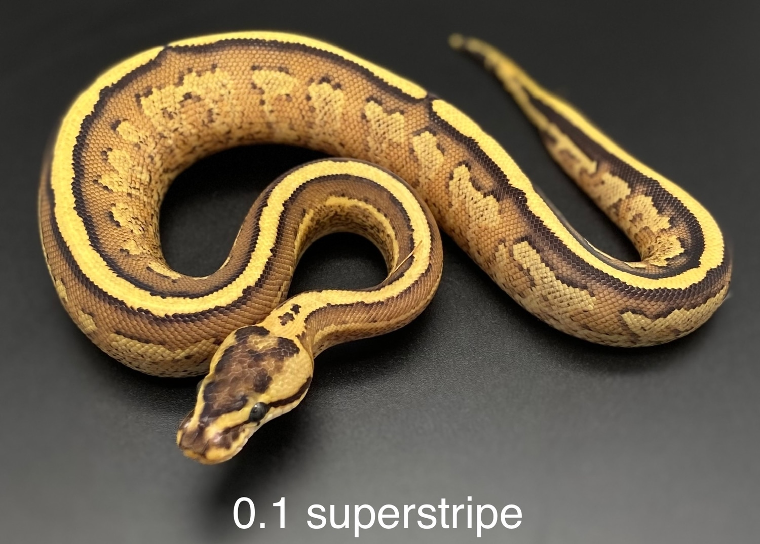 Superstripe Ball Python by Dezign’d Creations - MorphMarket