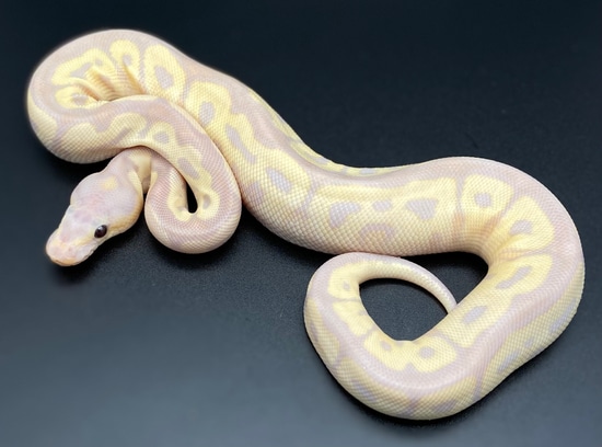 Super Banana Clown Ball Python by Dezign’d Creations