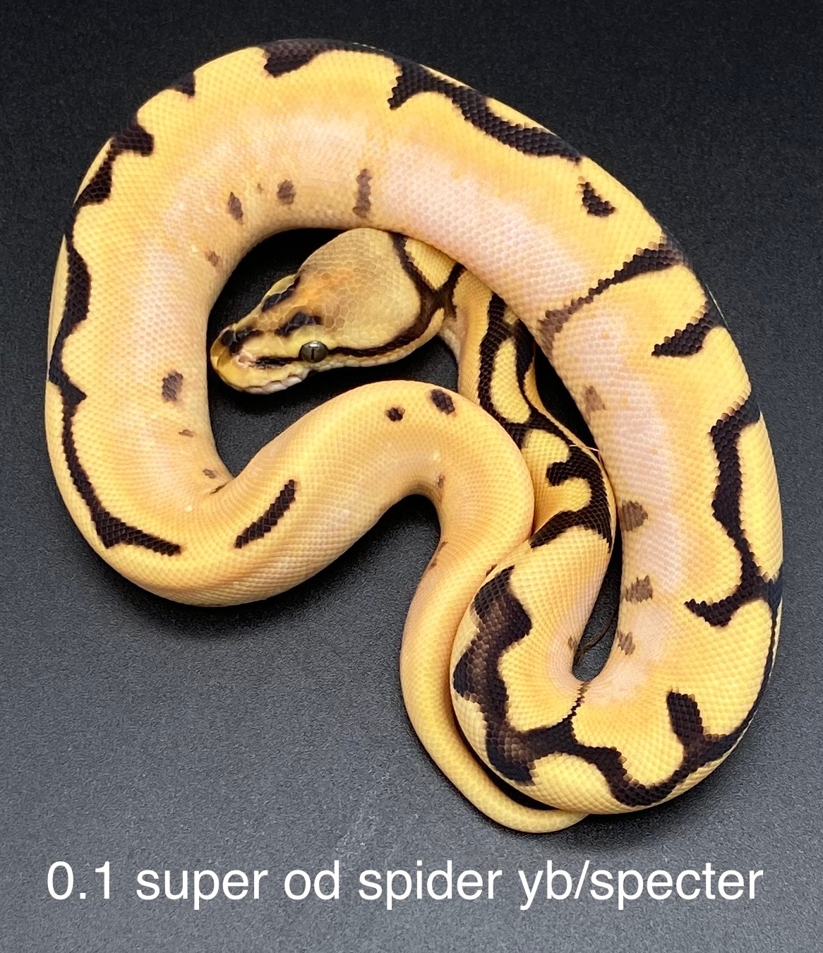 Super Orange Dream Yellow Belly/Specter Spider Ball Python by Dezign’d ...