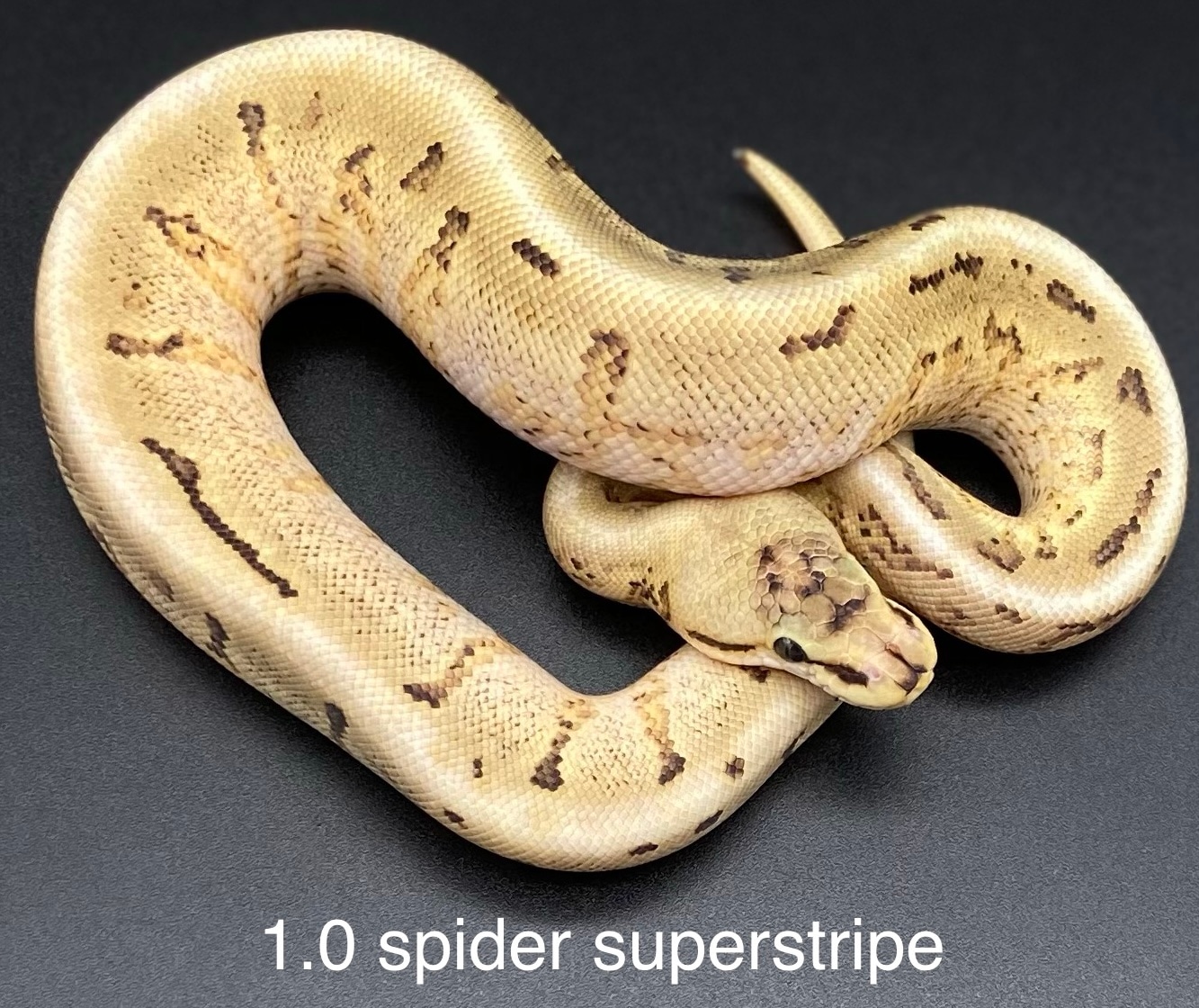 Superstripe Spider Ball Python by Dezign’d Creations - MorphMarket