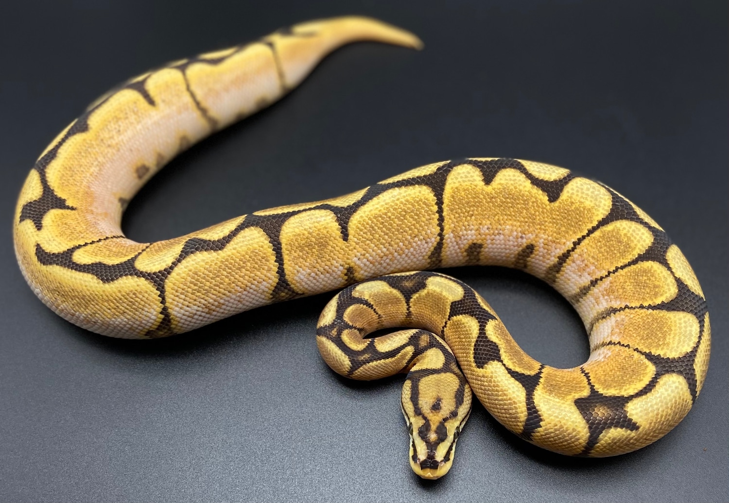 Orange Dream Specter Spider Ball Python by Dezign’d Creations - MorphMarket