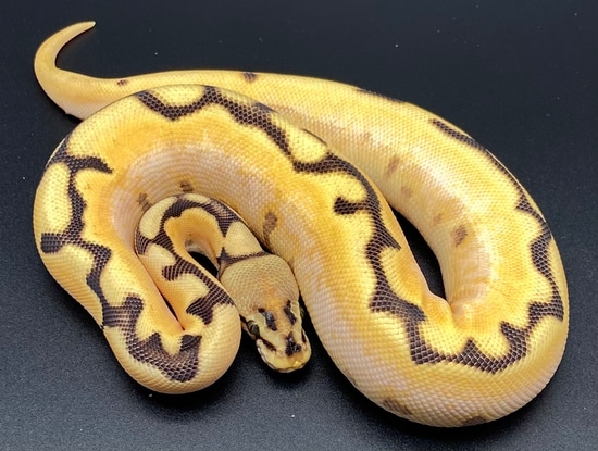 Super Orange Dream YB/Specter Spider Ball Python by Dezign’d Creations