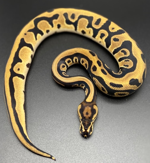 HI OD Leopard Enchi Het Pied Ball Python by Dezign’d Creations