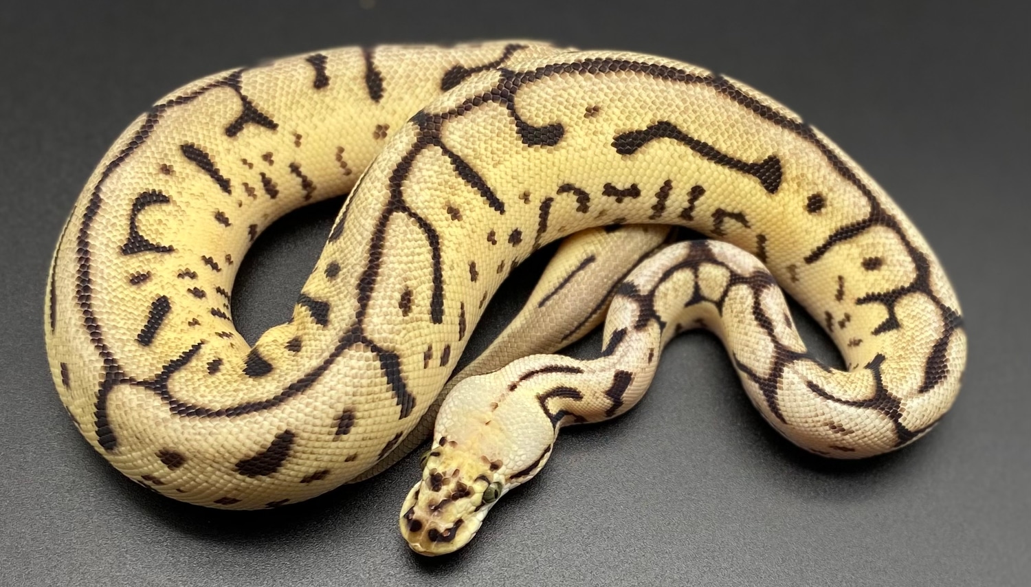 Pastel Leopard Orange Dream Spider 66% Het Clown 50% Het Pied Poss ...