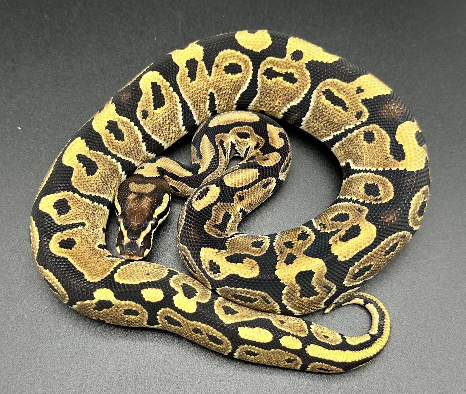 Vanilla/fire Het Axanthic TSK (Dark Phase) Ball Python by Dezign’d ...
