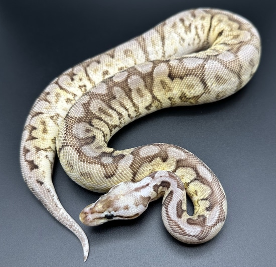 Black Widow Yellow Belly Poss DH Clown Pied *shipping Included* Ball ...