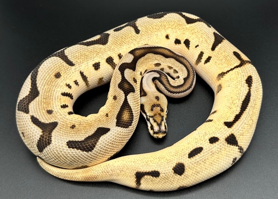 Black Widow Orange Dream Yellow Belly Leopard Poss DH Clown Pied Ball ...